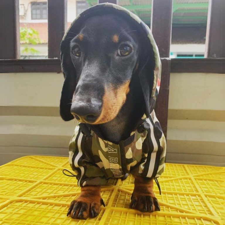 The Dog Face Puffer Jacket | Comforting Outerwear for Dachshund