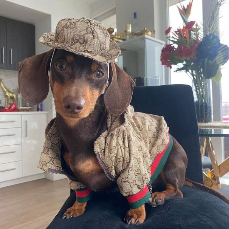 The Dog Face Puffer Jacket | Comforting Outerwear for Dachshund
