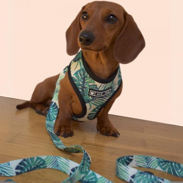Dachshund Space Shop | Premium Dachshund Clothing Products
