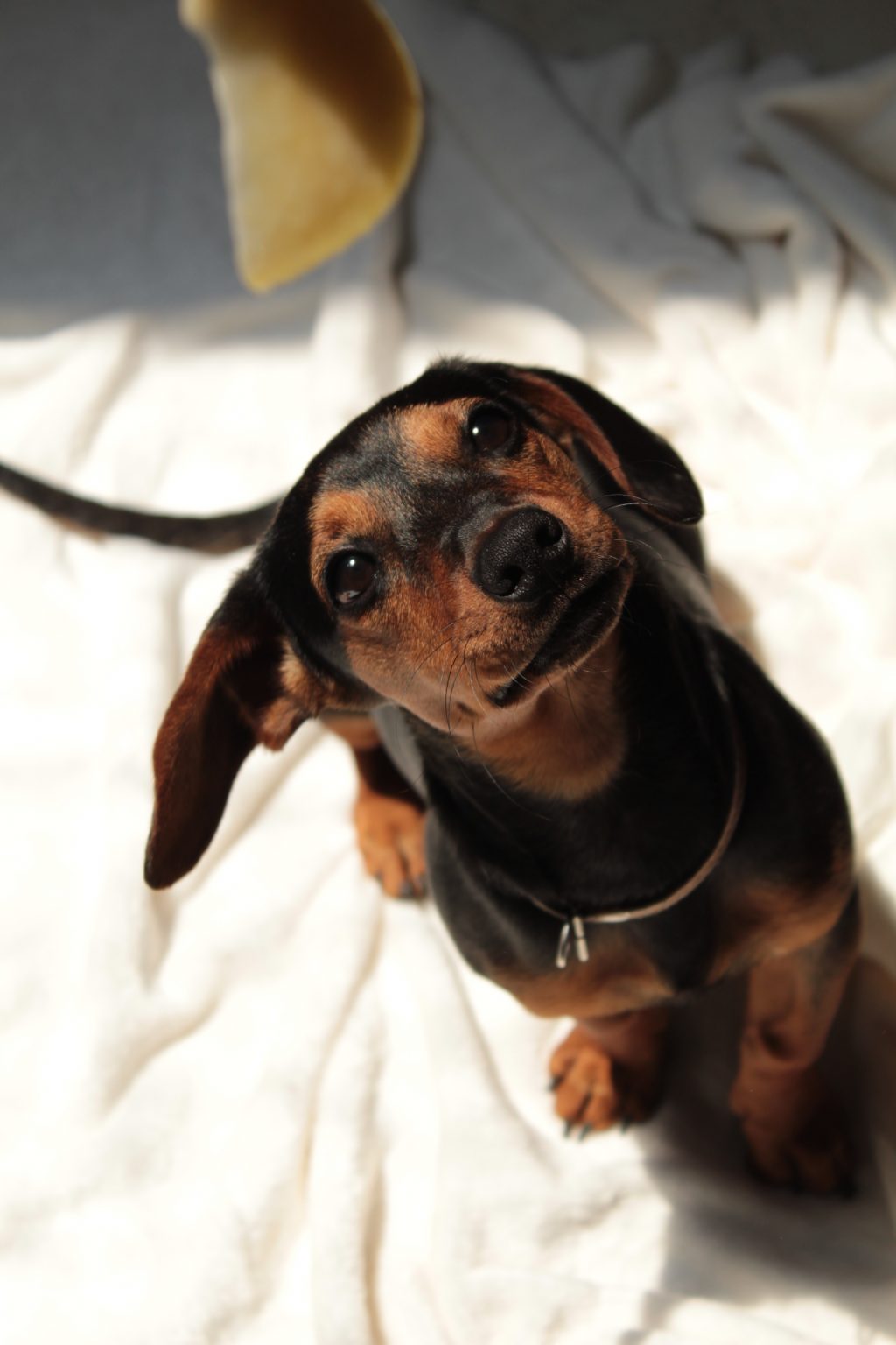 Why Does My Dachshund Smell So Bad? 4 Reasons To Know
