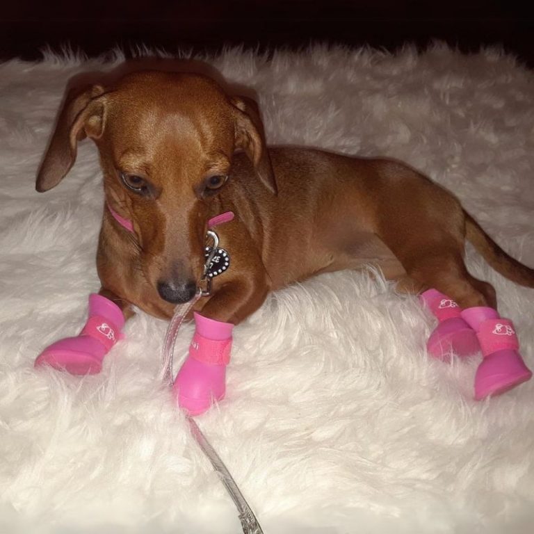 Rubber Sausage Dog Shoes | Easy-Clean & Durable for Doxie Paw
