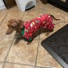 Dachshund Pajamas | Cozy & Stylish Sleepwear For Doxies