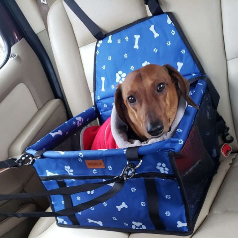 The Ultimate Guide Finding The Best Car Seat For Dachshund Safety And Comfort On The Road