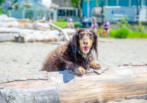 Are Dachshunds Good To Use For Hunting? Things To Know