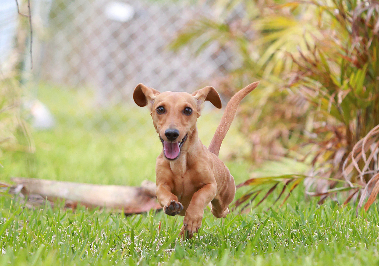 Dachshund Jumping: 3 Best Tips & Important Facts for Owners