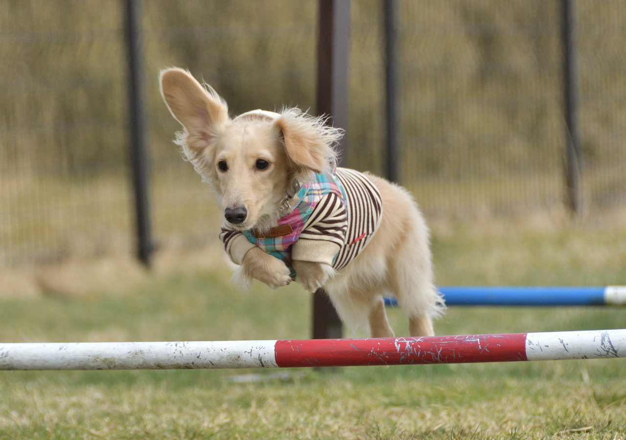 Dachshund Jumping: 3 Best Tips & Important Facts for Owners