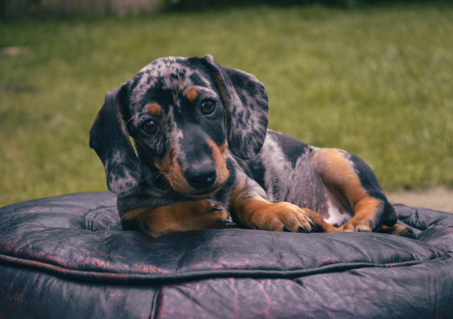 What Is a Blue Dachshund? Top 7 Facts You Need To Know