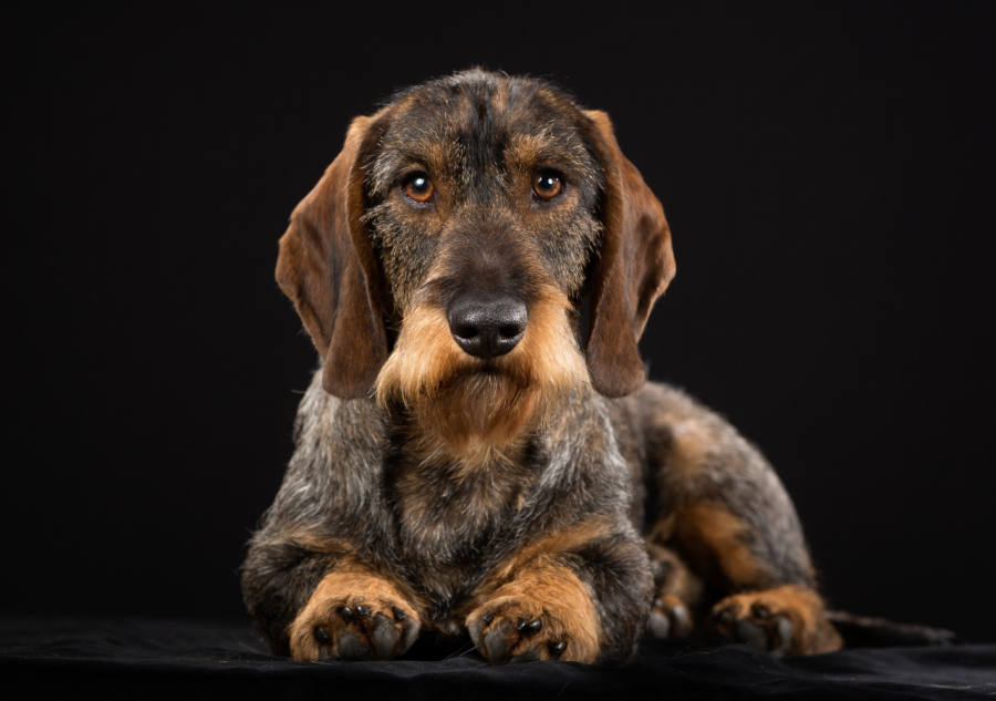 Lafora Disease in Dachshunds: Reasons & Treatments