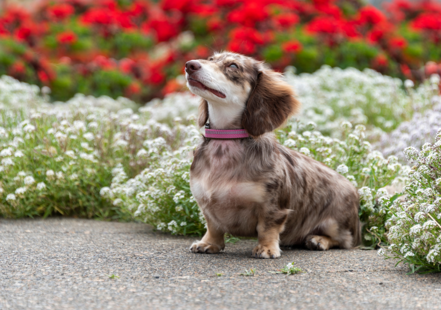 Are Dachshunds Good To Use For Hunting? Things To Know