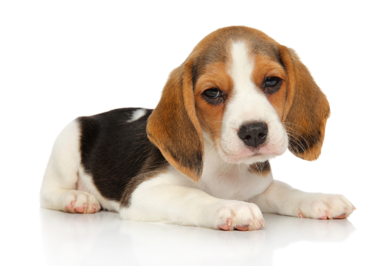 Dachshund Beagle Mix: Everything You Need To Know | Dachshund Space