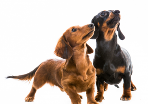 Dachshund Neutering Pros and Cons: Guide For Dog Owners