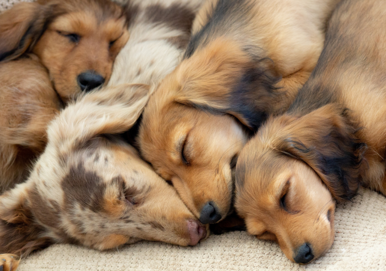 Long Haired Dachshunds: The Ultimate Guide To Health & Care