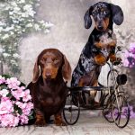 What Is A Merle Dachshund? 12 Types of These Rare Dogs