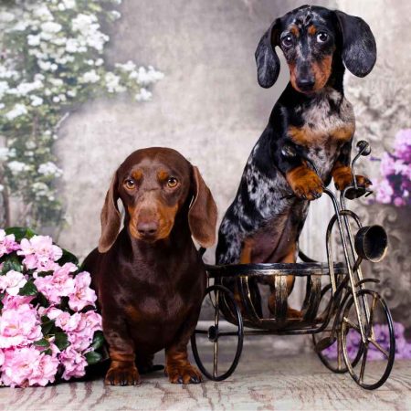What Is A Merle Dachshund? 12 Types of These Rare Dogs