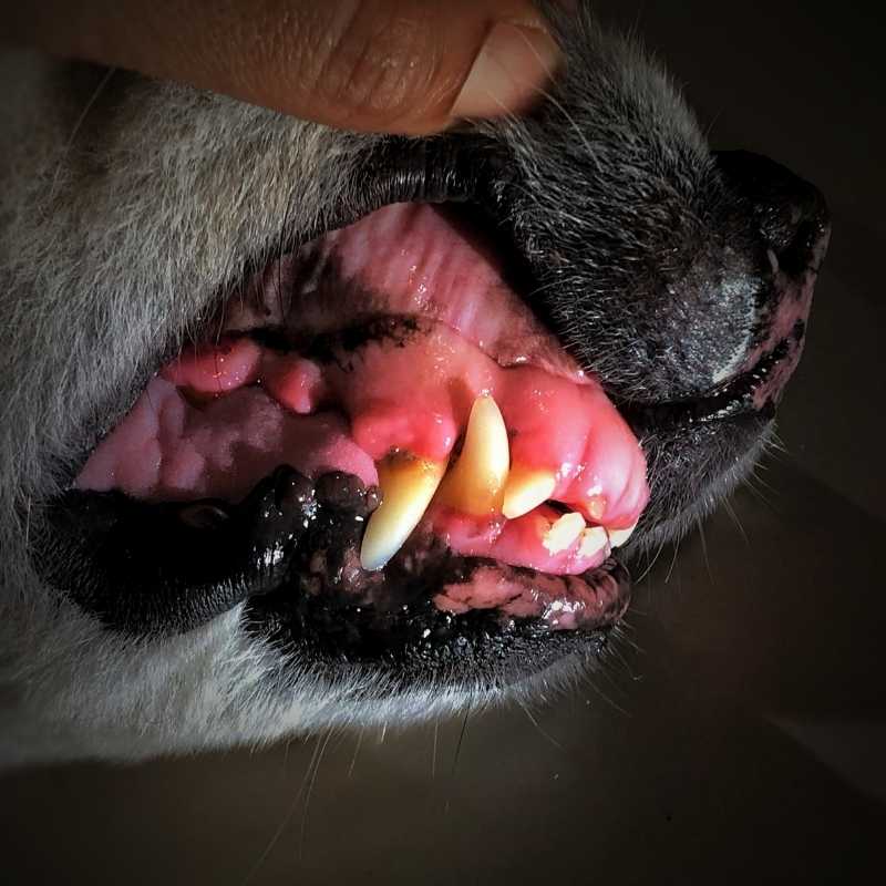 7 Most Common Dachshund Teeth Problems: Treatment Tips | Dachshund Space