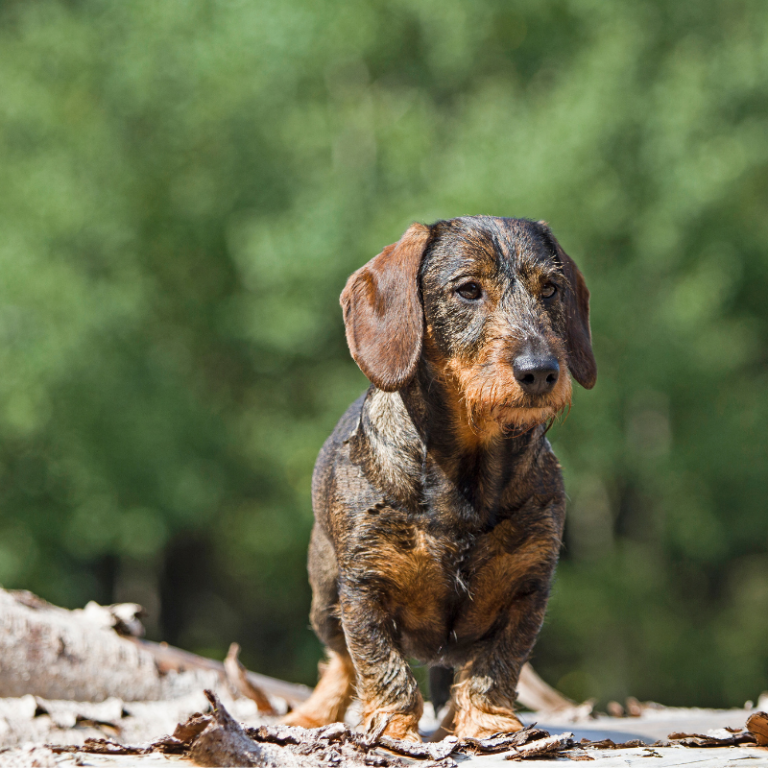 What Is A Merle Dachshund? 12 Types of These Rare Dogs
