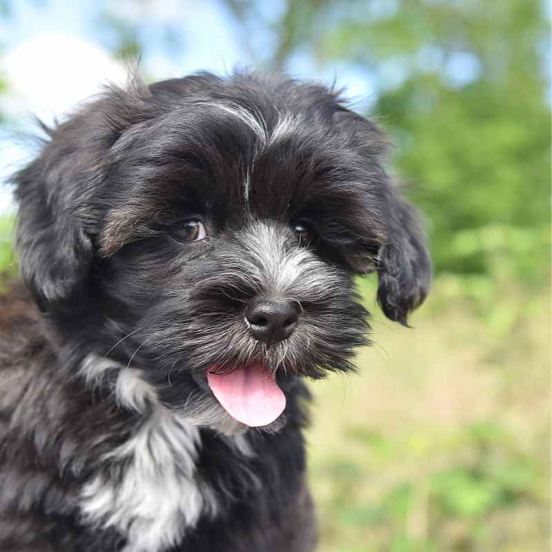 Dachshund Mix Breed: Explore 39 Hybrid Wiener Dogs For You