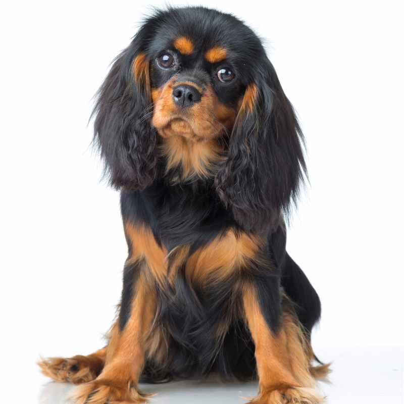 Dachshund Mix Breed: Explore 39 Hybrid Wiener Dogs For You