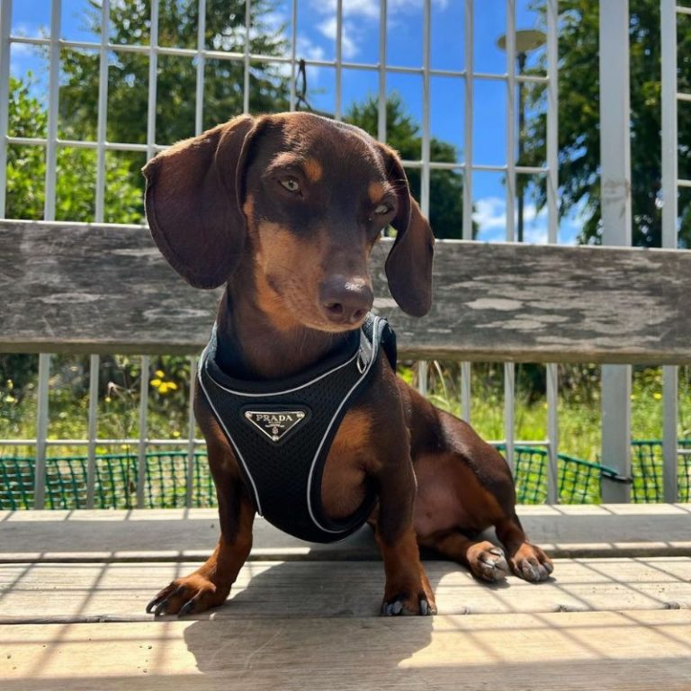 What Is The Best Harness For Dachshunds? 7 Picks For Safe Walk