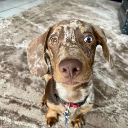 What is a Dapple Dachshund? 6 Common Types, Care, and Health