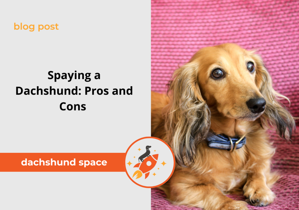 Spaying a Dachshund: Pros & Cons Every Owner Should Know