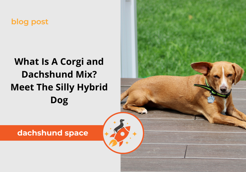 What Is A Corgi and Dachshund Mix? Meet The Silly Hybrid Dog