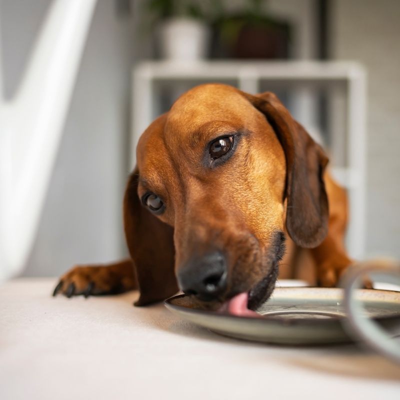How Much Should My Dachshund Eat? Feeding Chart By Age