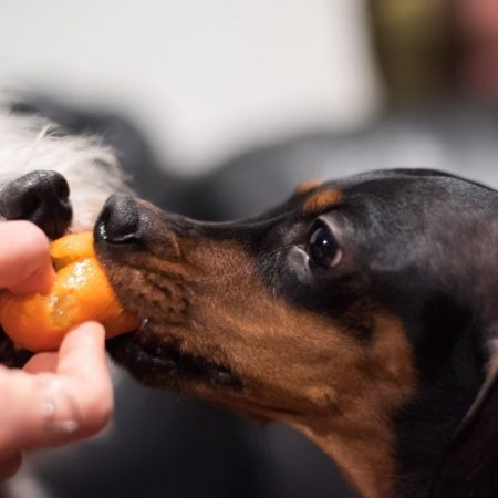 How Much Should My Dachshund Eat? Feeding Chart By Age