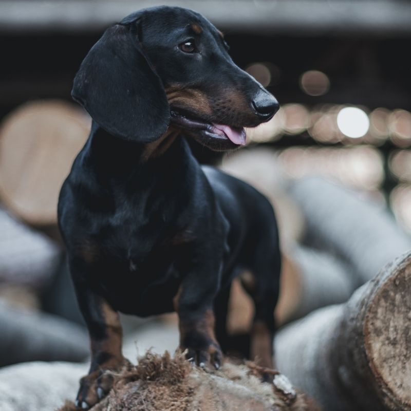 Dachshund Howling: Why Your Dog Howls and How to Handle It