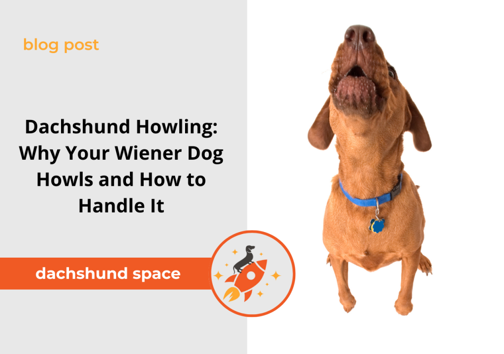 Dachshund Howling: Why Your Dog Howls and How to Handle It