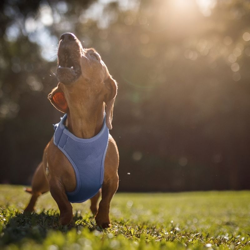 Dachshund Howling: Why Your Dog Howls and How to Handle It
