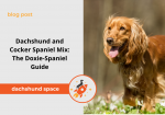Dachshund and Cocker Spaniel Mix: The Doxie-Spaniel Guide