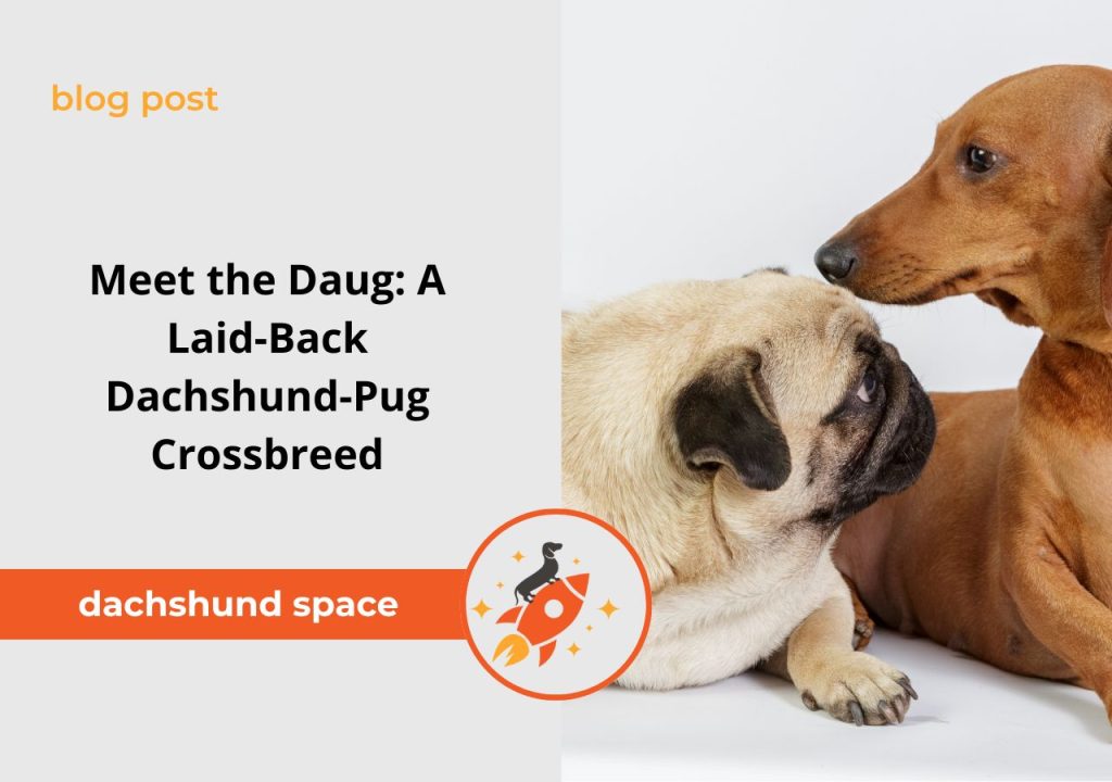 Meet the Daug: A Laid-Back Dachshund-Pug Crossbreed