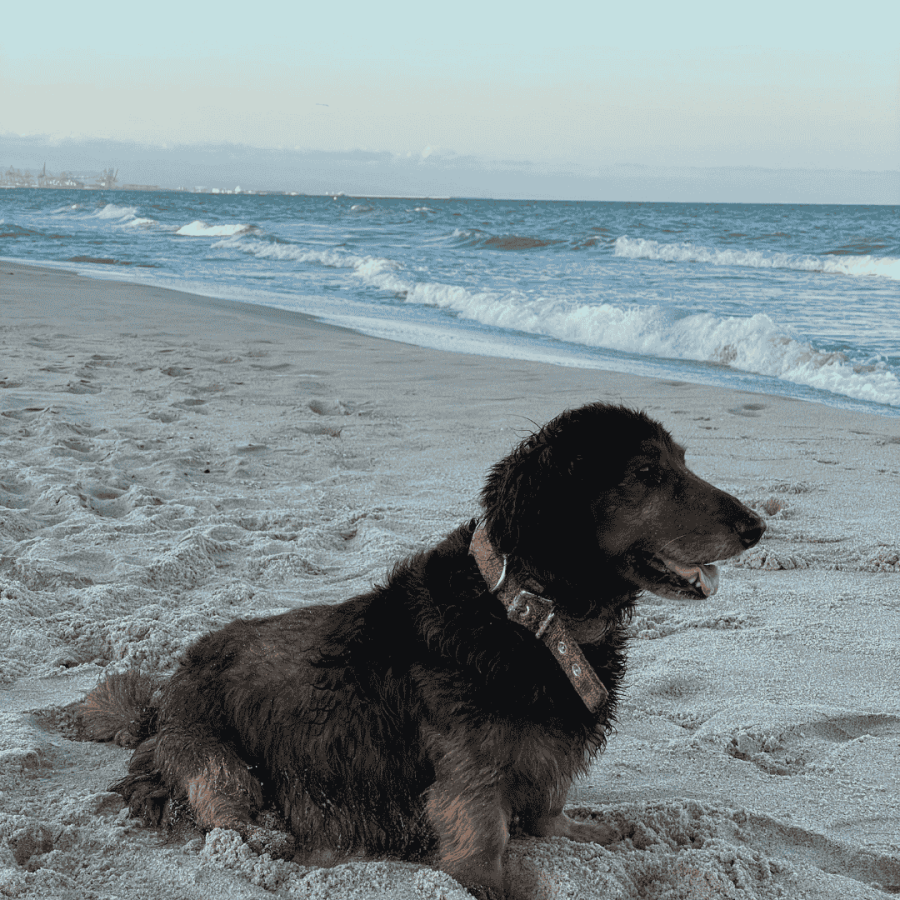 How To Help a Fat Dachshund Lose Weight?