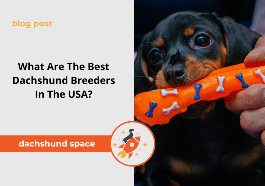 What Are The Best Dachshund Breeders In The USA? Top Picks
